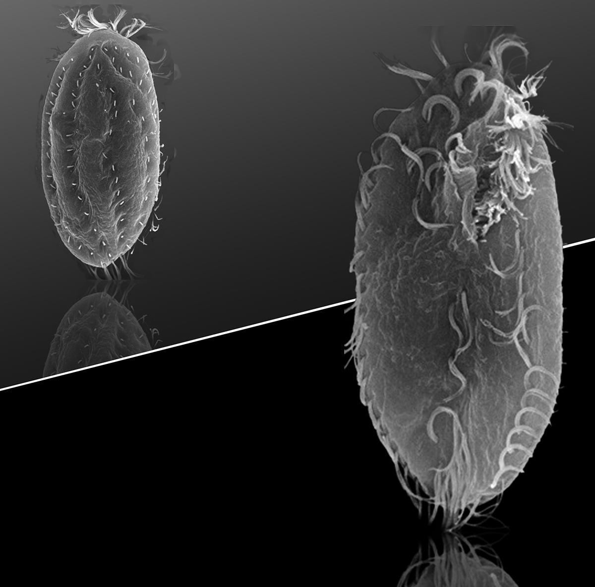 Research | Biochemistry and Molecular Biophysics