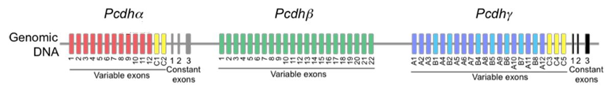 Areas of Research | Biochemistry and Molecular Biophysics