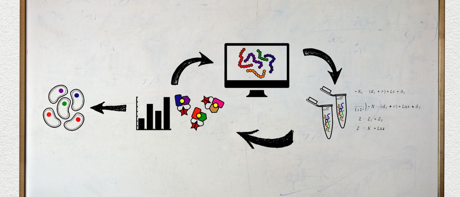 Dancing with Protein | Biochemistry and Molecular Biophysics