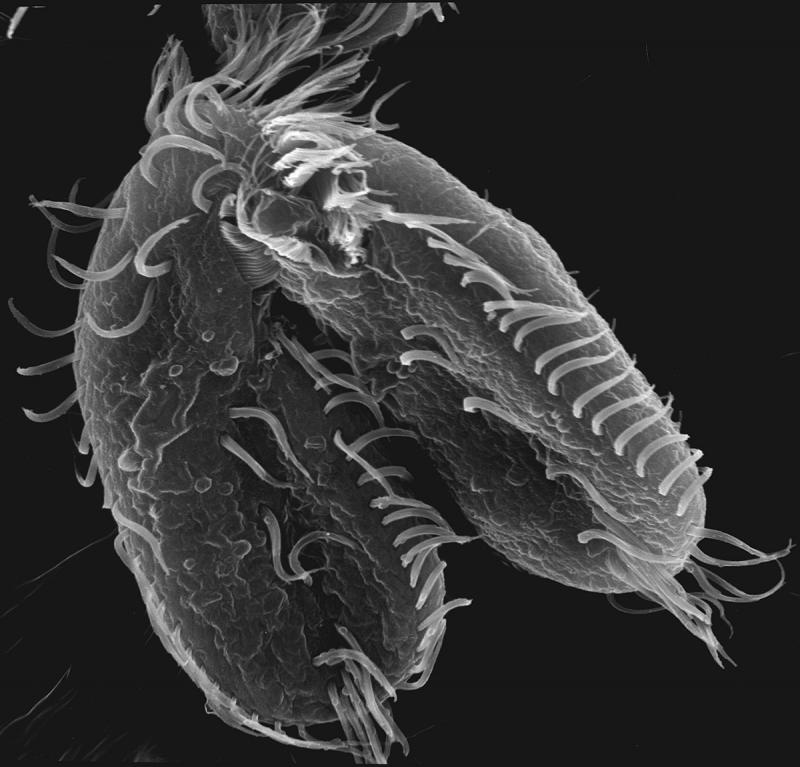 Research | Biochemistry and Molecular Biophysics