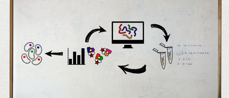 Dancing with Protein | Biochemistry and Molecular Biophysics